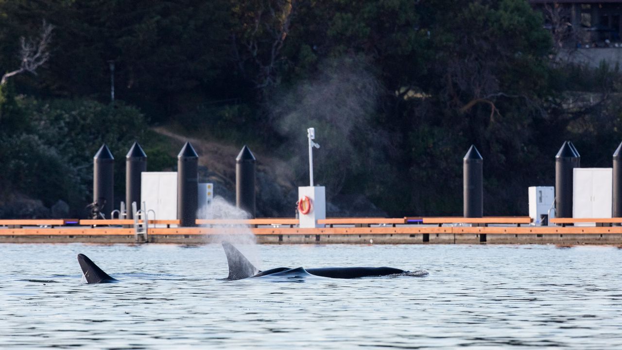 What to Do If an Orca Attacks Your Boat